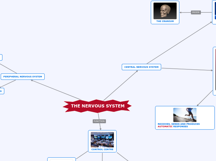 THE NERVOUS SYSTEM - Mind Map